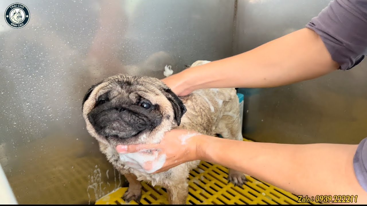 Pug Và Bull Pháp Cần Tìm Chủ Mới | Trại Chó Bình Cao - YouTube