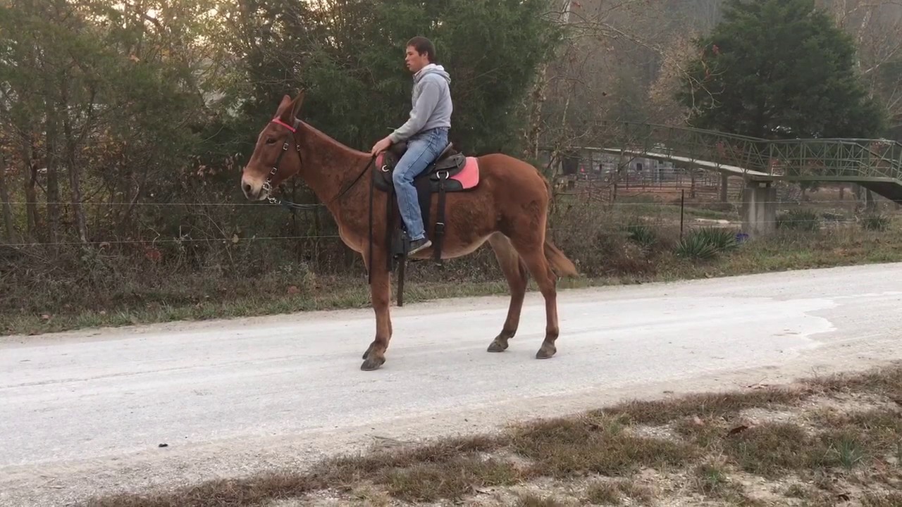 Western pleasure Molly mule. For sale - YouTube