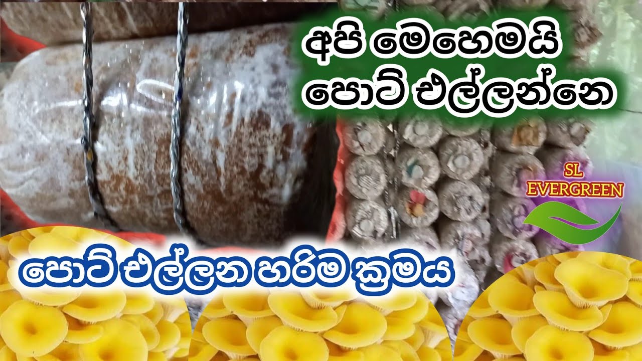 The best way to hang pots / පොට් එල්ලන හරිම ක්‍රමය /mushroom ...