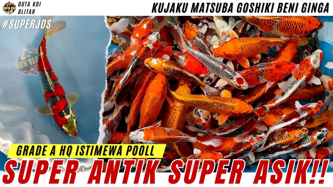 MANTAP !! KOI BLITAR SUPER ANTIK SUPER ASIK | KUJAKU MATSUBA GOSHIKI ...