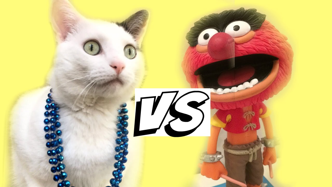 Funny Cat Video - Cat fights with Muppet Animal - YouTube