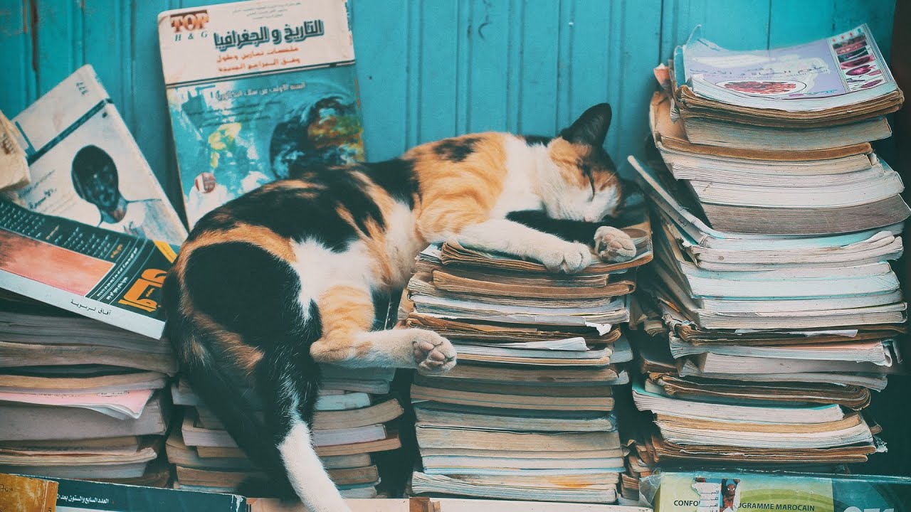 CAT WITH IQ 200. Try not to laugh cats. Cats run, have fun, and do ...