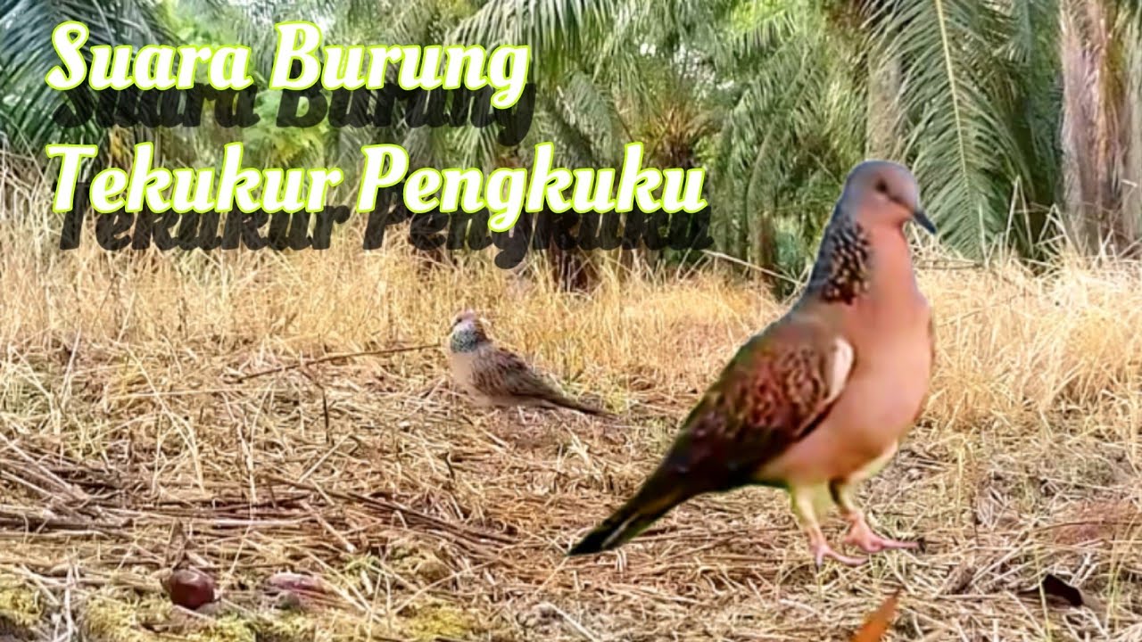 suara burung tekukur penguku, mikat burung tekukur. - YouTube