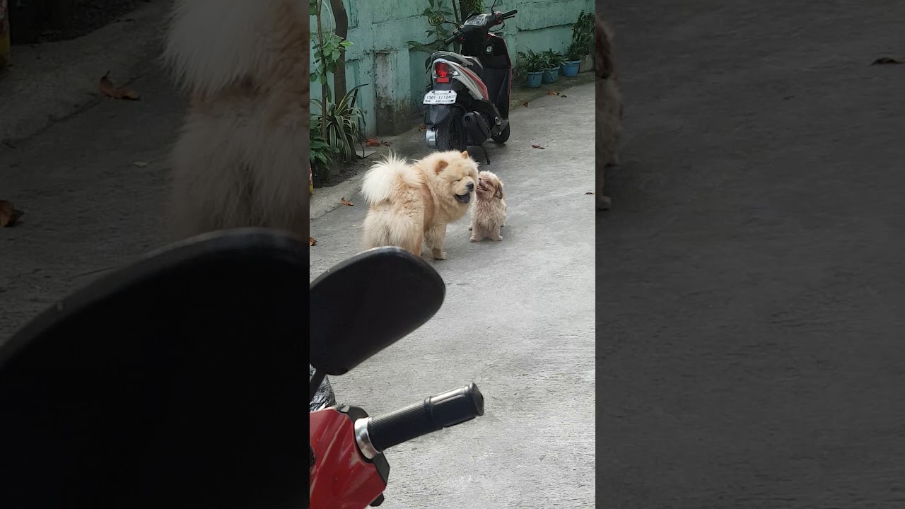 Chow Chow VS. Shih Tzu - YouTube