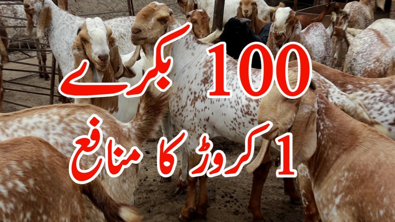 Big bakray in pakistan|goat farming - YouTube