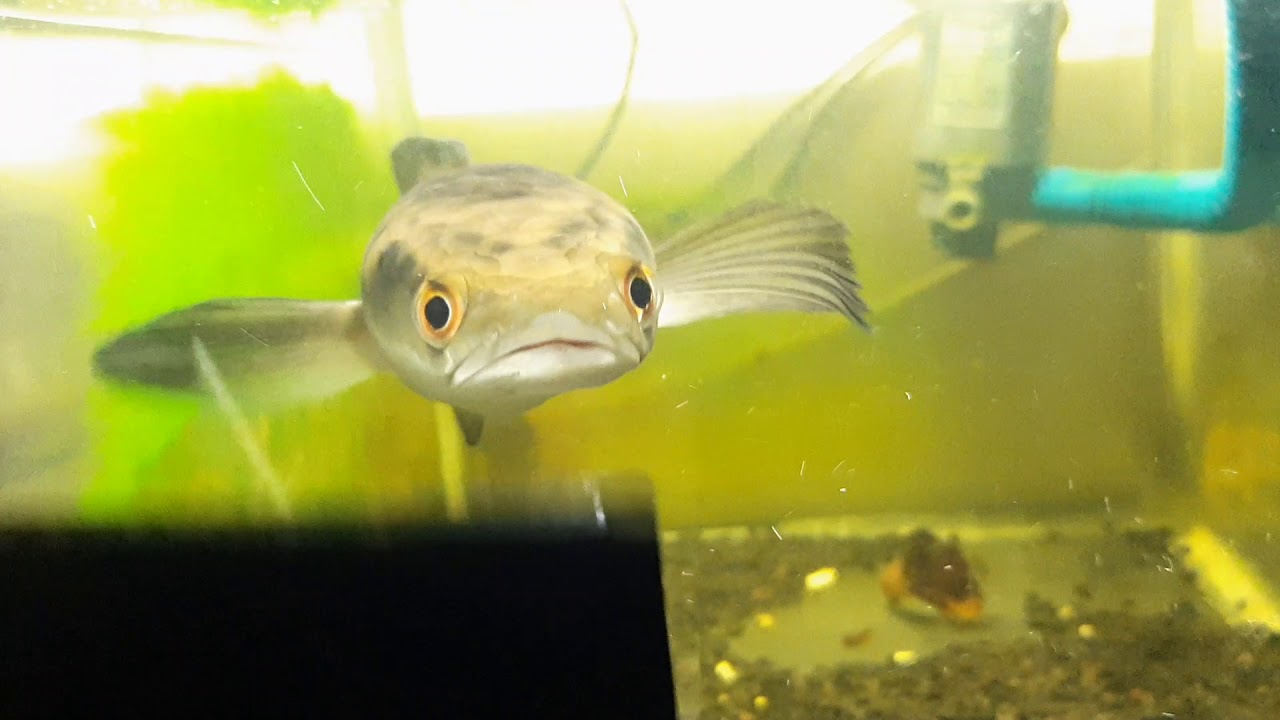 #yellow maru#maru galak - YouTube