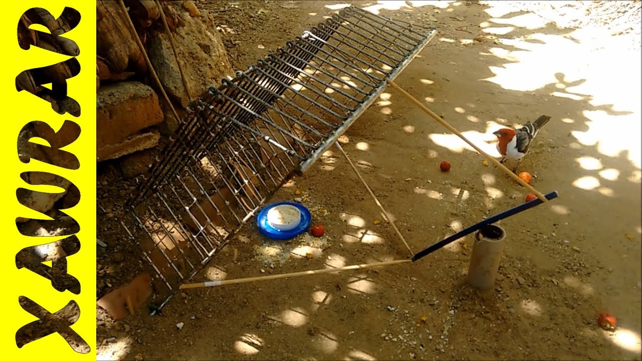 Piège à Oiseaux de Kabylie Simple, Pratique et Infaillible ! - YouTube