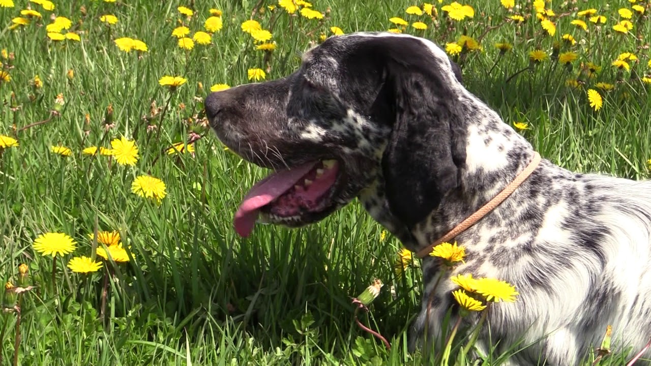 Allevamento Setter Inglesi Nencini's-Setter Colfiorito - YouTube