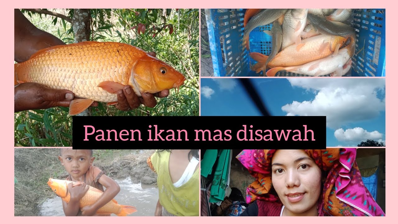 PANEN IKAN MAS DI SAWAH@MamahFarelChanel972 - YouTube