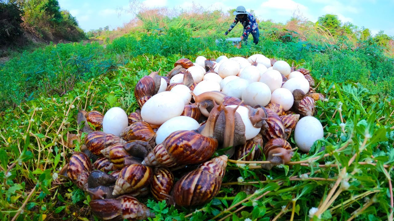 Wow amazing skill - a smart boy pick a lot of snails & duck eggs in ...