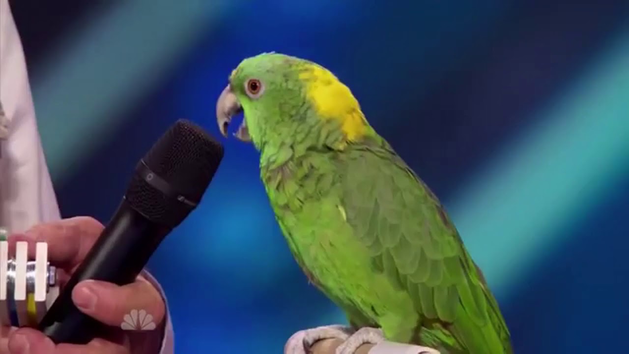bird sings Angry bird - YouTube