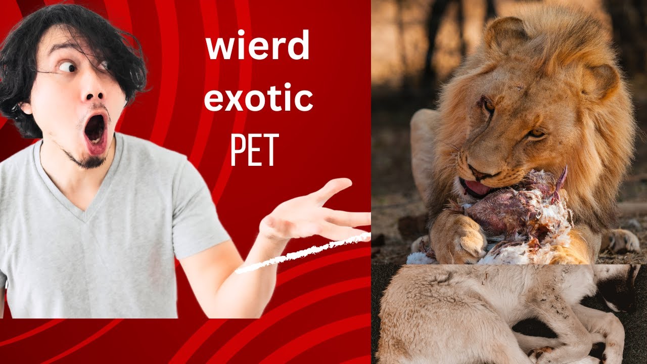Weird Pets in the United States You WONT BELIEVE Exist - YouTube