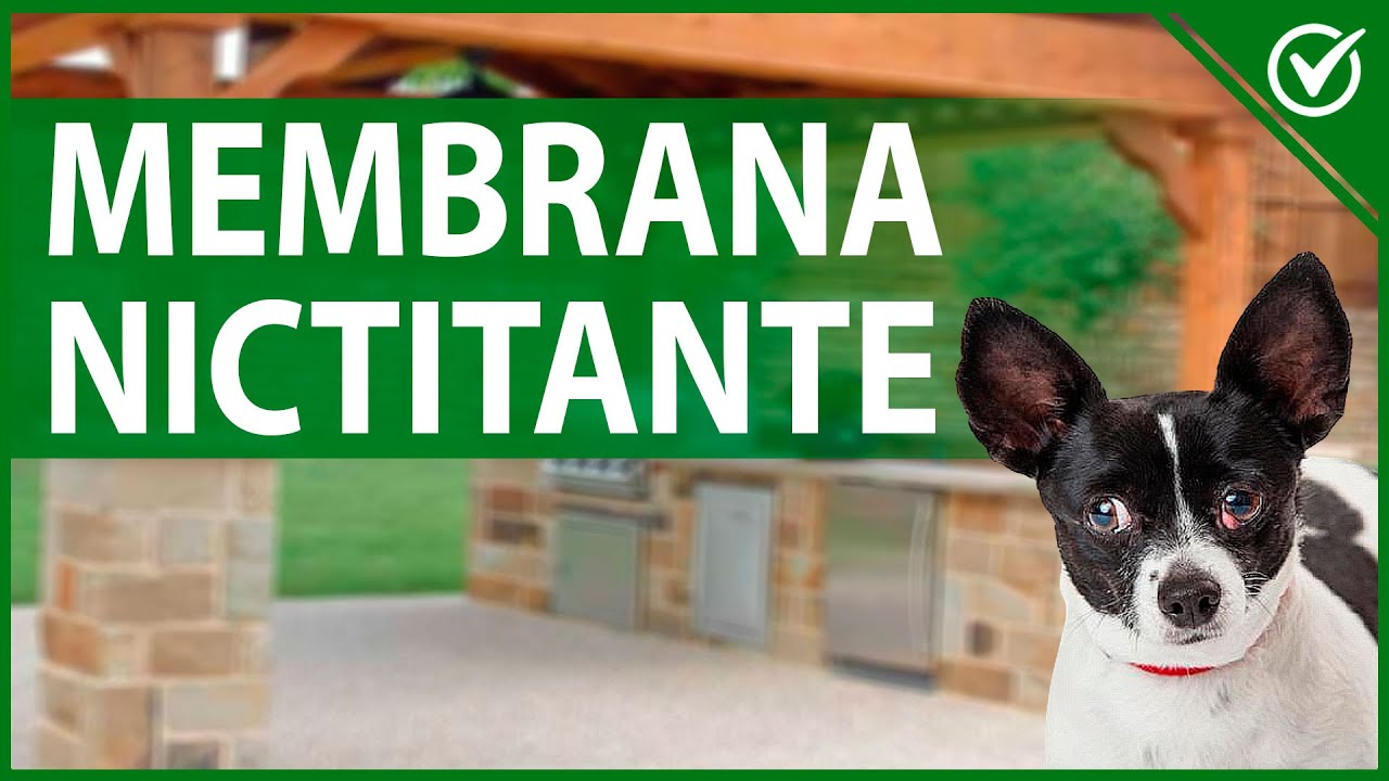 🐶 Qué es la Membrana Nictitante o Tercer Párpado - Información de ...
