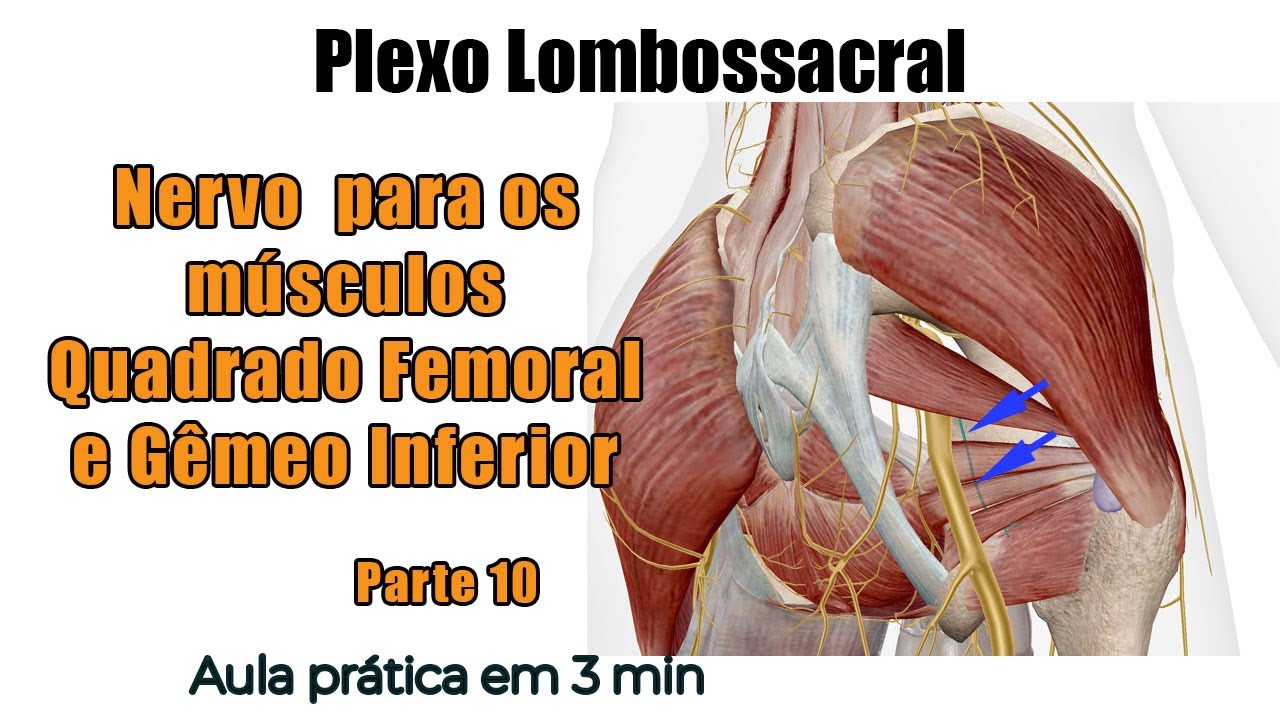 Plexo Lombossacral - Nervo para os Músculos Quadrado Femoral e Gêmeo Inferior - Anatomia Humana ...