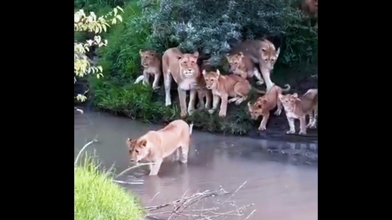 Large Lion Pride Crossing the River | Masaimara | 3 January 2025 - YouTube