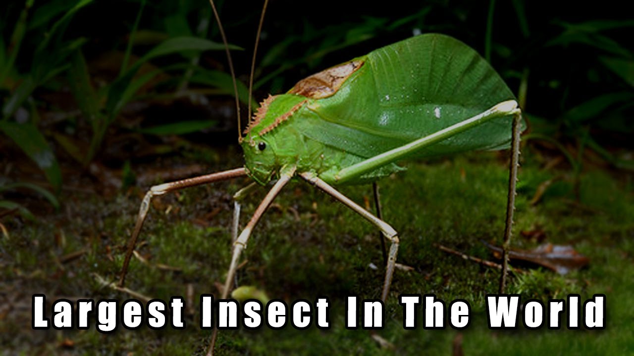 Unique And Largest Insect In The World - Giant Katydid - YouTube