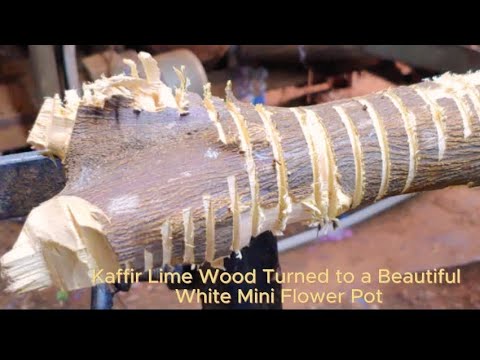 The very beautiful color of Lime Wood Turned to a Flower Pot#Lime ...