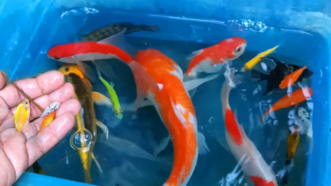 Find colorful Ornamental fish, Betta fish, koi fish, koki fish, Channa ...