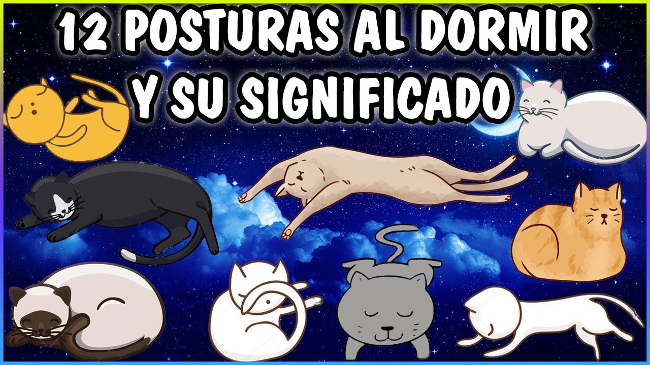 12 POSTURAS MÁS COMÚNES DE LOS GATOS AL DORMIR Y SU SIGNIFICADO ...