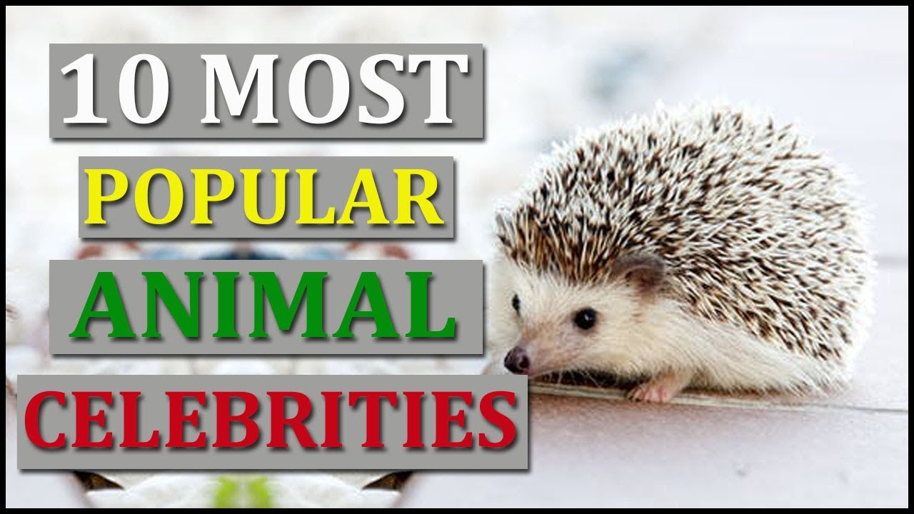The 10 Most Popular Animals Celebrities On Internet | Animal Globe ...