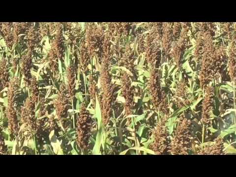 Milo, The Crop From Hell - YouTube