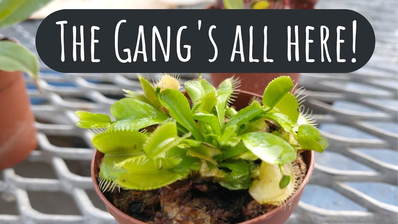 The Beet Family Reunion - YouTube