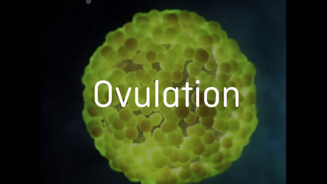 DId You Know? 5 facts about ovulation - YouTube