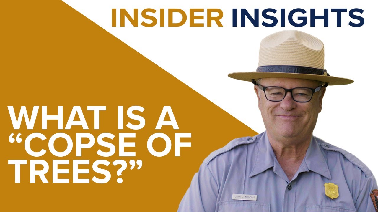 Insider Insights: What is a "copse of trees?" - YouTube