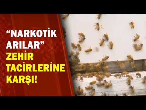 Belçika'da \