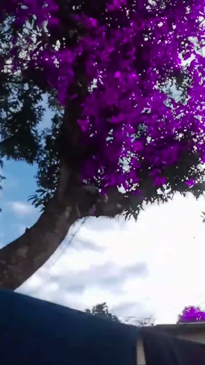 purple land - YouTube