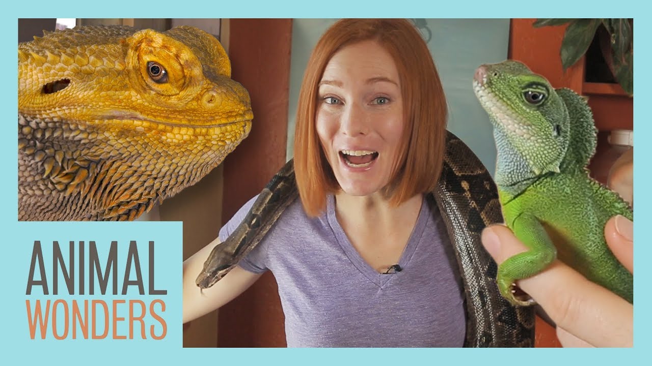 All Of Our Reptiles! - YouTube