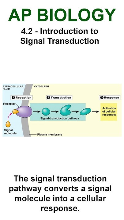 AP Bio - 4.2 Signal Transduction Pathway #apbiology # ...