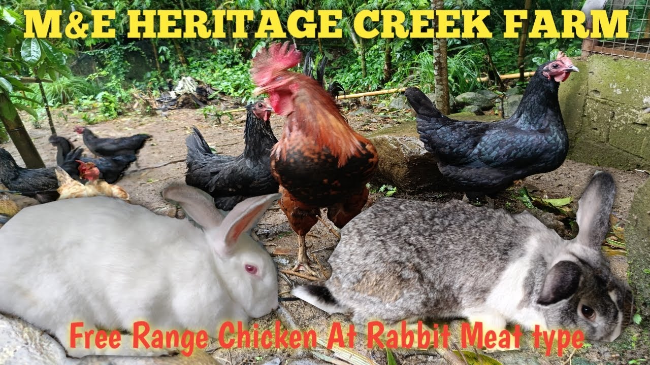 Rabbit,Rhode island at Free Range Heritage chicken.. - YouTube