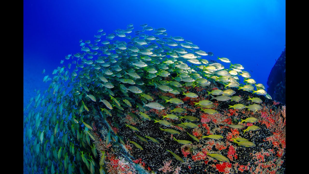 School of Fish Swimming Together - Relaxation Soothing Meditation ...