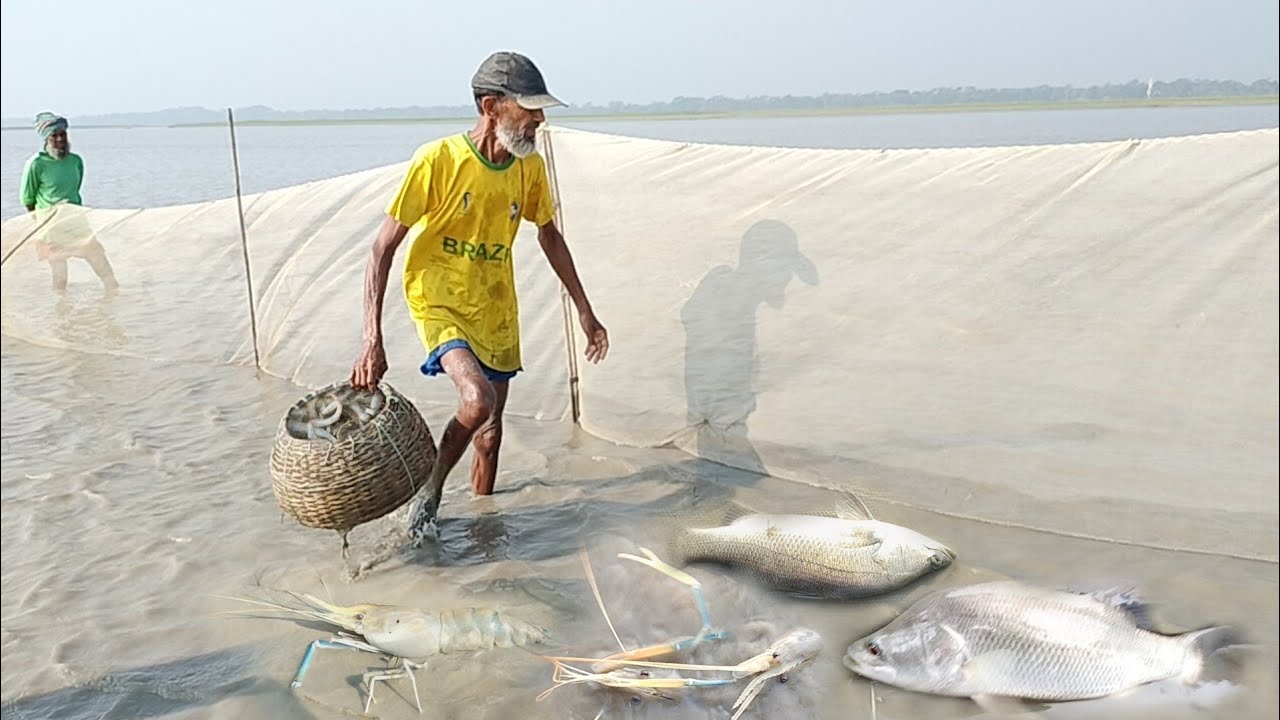 ডুবা চরে গড়া জালে বড় বড় কোরাল মাছ ও গলদা (মটকা) চিংড়ি মাছের হিড়িক পরেছে। Sundarban Big ...