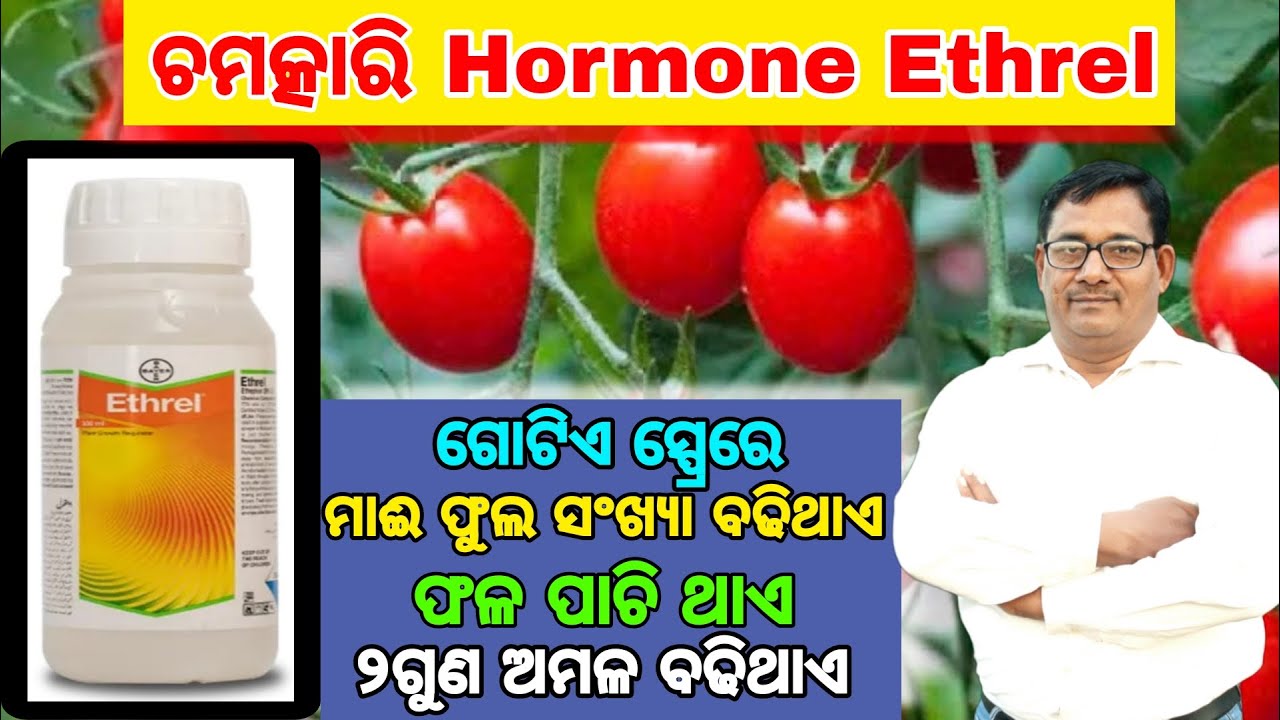 ଚମତ୍କାରି Hormone Ethrel | ଗୋଟିଏ ସ୍ପ୍ରେ ରେ ଅନେକ ଲାଭ - YouTube