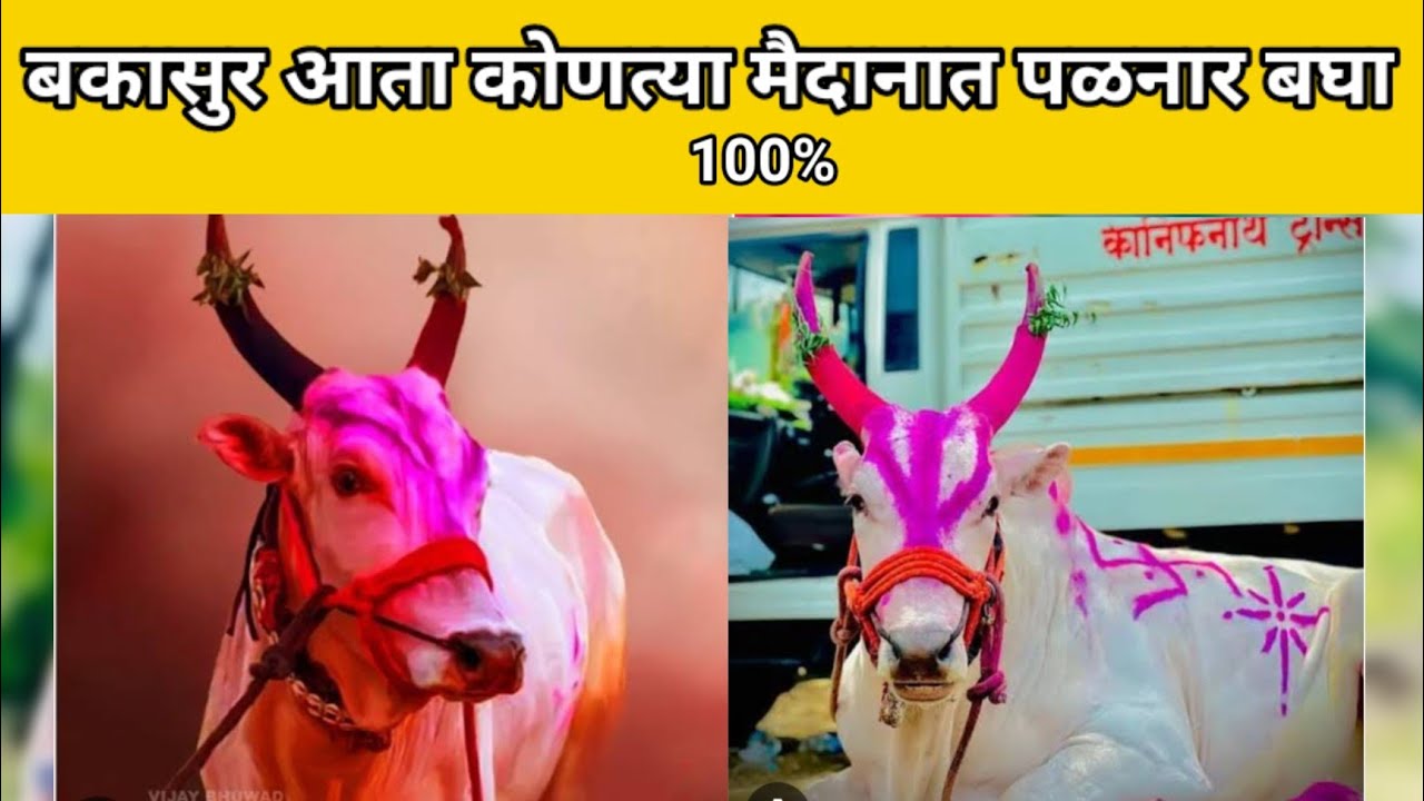 बकासुर आता कोणत्या मैदानात पळनार बघा#बकासुर #बकासुर6300 #bkasur # ...