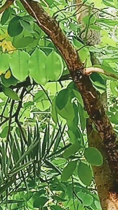 kani kondrai tree#yellow flower#vishu festival flower#beautyful#shorts ...