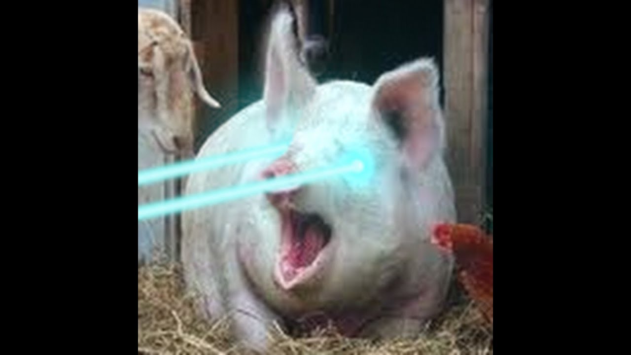 What is the Lazer pig Loup? - YouTube