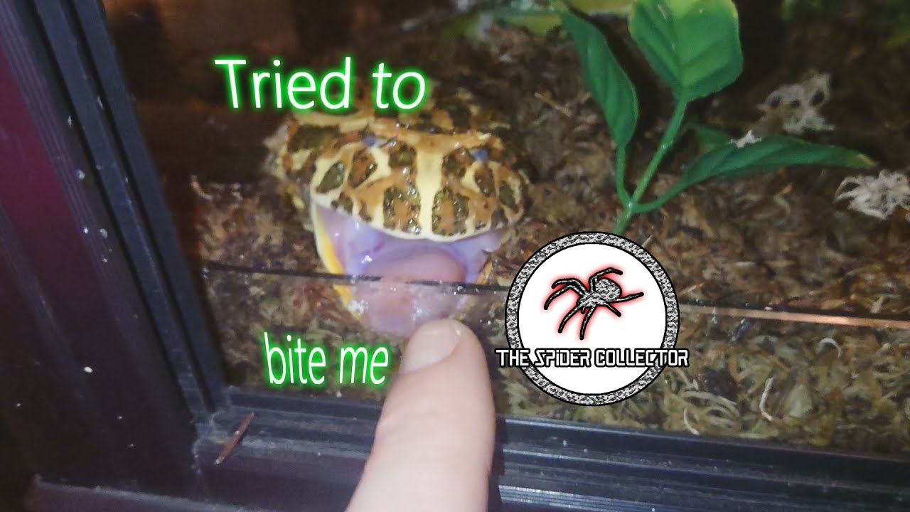 CERATOPHRYS ORNATA (PACMAN FROG) TRIED TO BITE MY FINGER! - YouTube