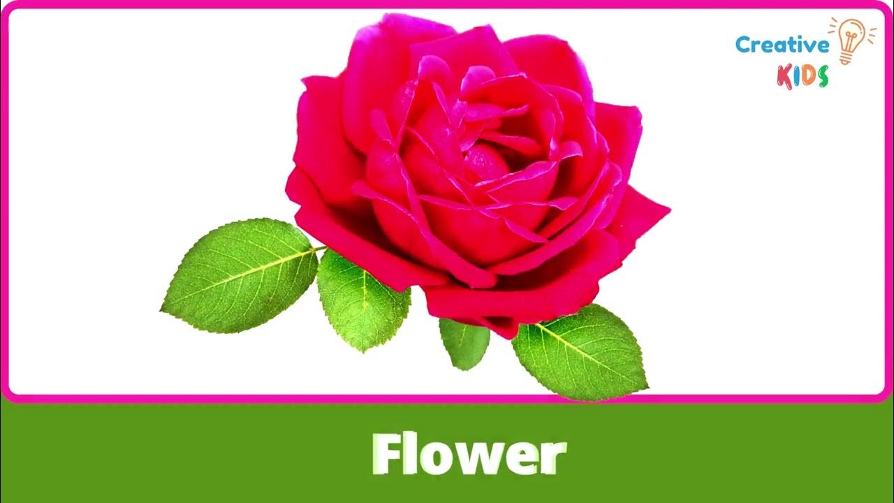 Nature's Wonders: Nature Flashcards for Kids | Creative Kids Outdoor ...