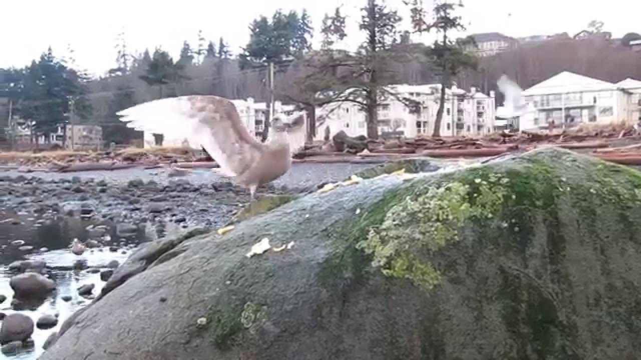 sTONED bIRDS - YouTube