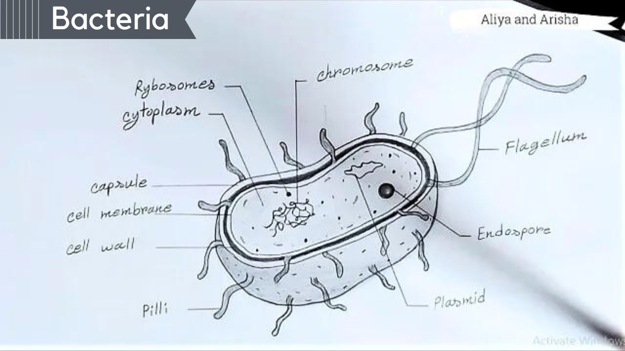How to draw Bacteria Labeled Diagram | step by step drawing tutorial ...