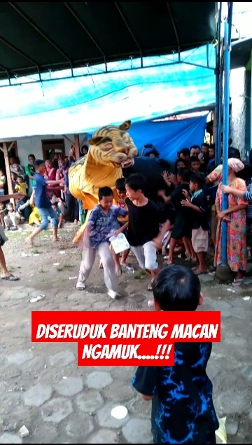 Diseruduk Banteng Macan Ngamuk.....!!! - YouTube