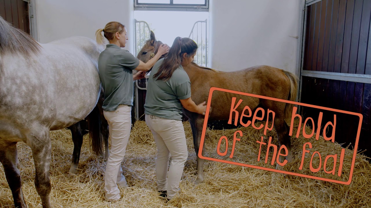 How To Handle a Foal (Part 2) #HorseHowTo - YouTube