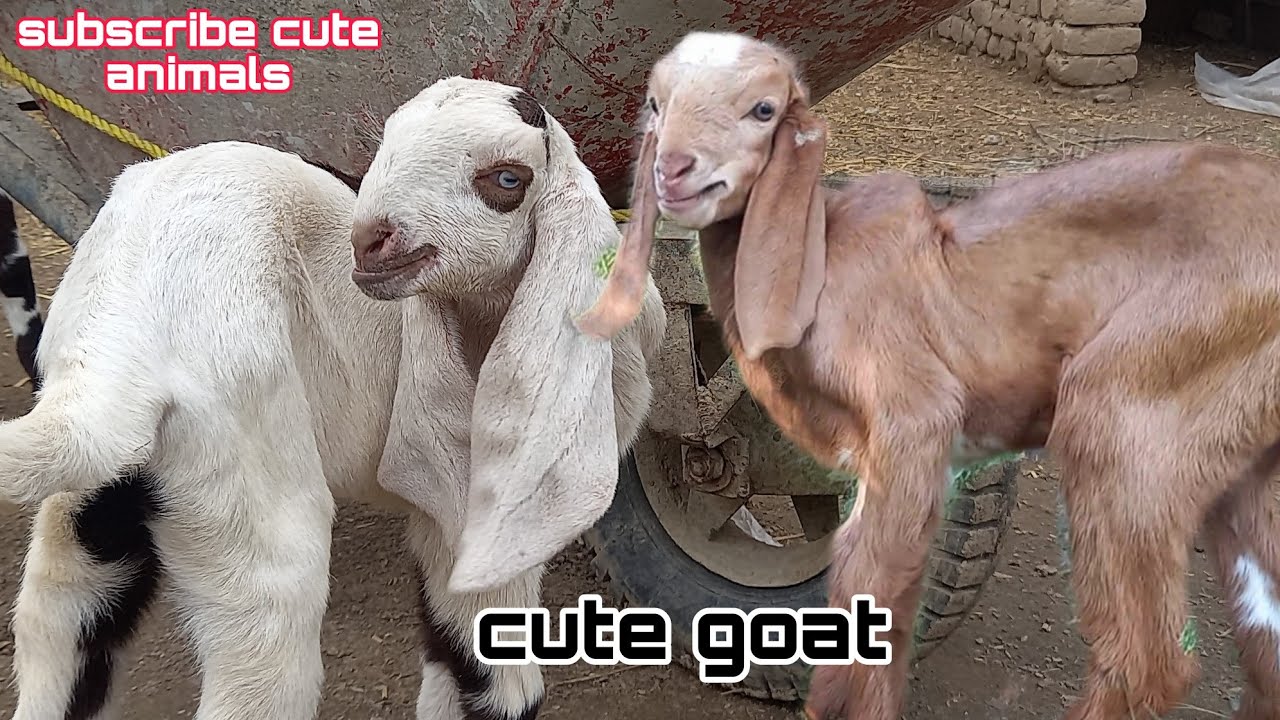 cute baby goats video | baby goat eating gross #cuteanimals #animals # ...