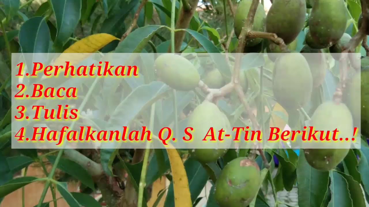 Surat At Tiin - YouTube
