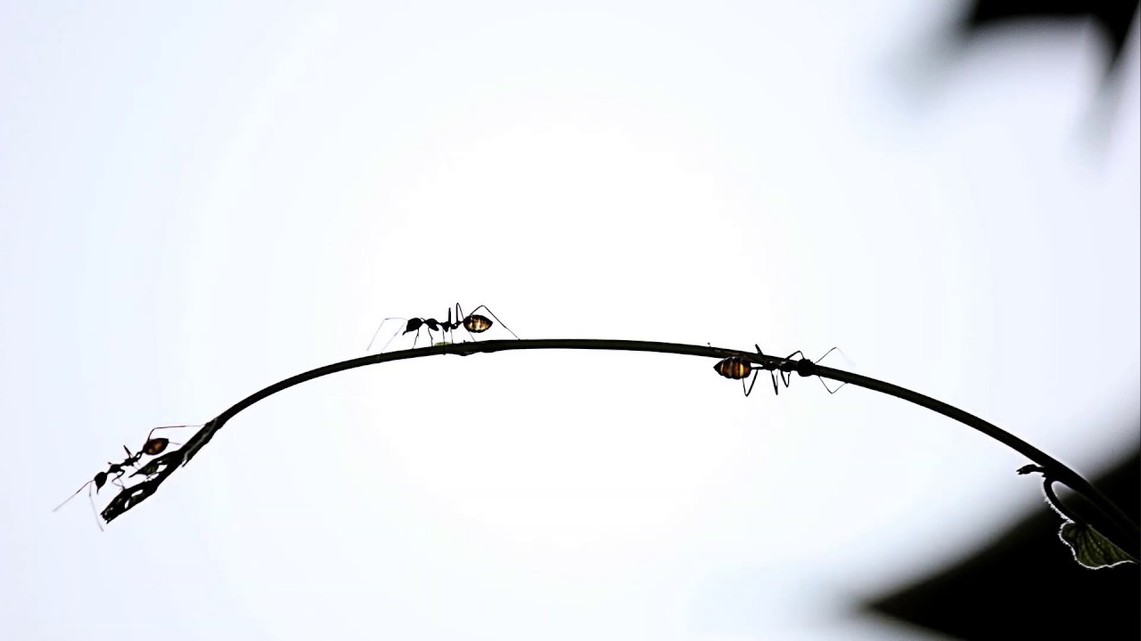 How Ants Walk Backward And Still Find Home - YouTube