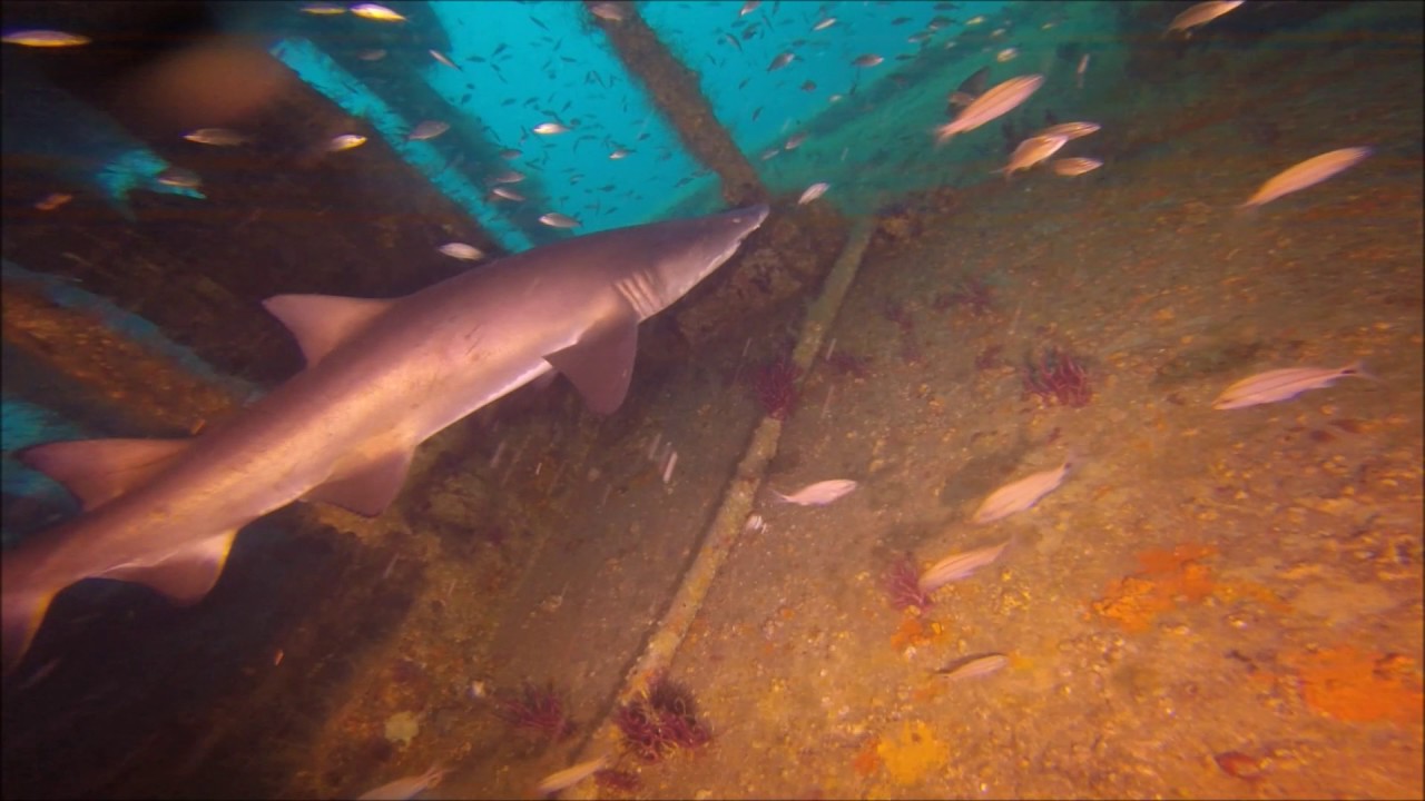 Diving With Sharks on the Aeolus - YouTube