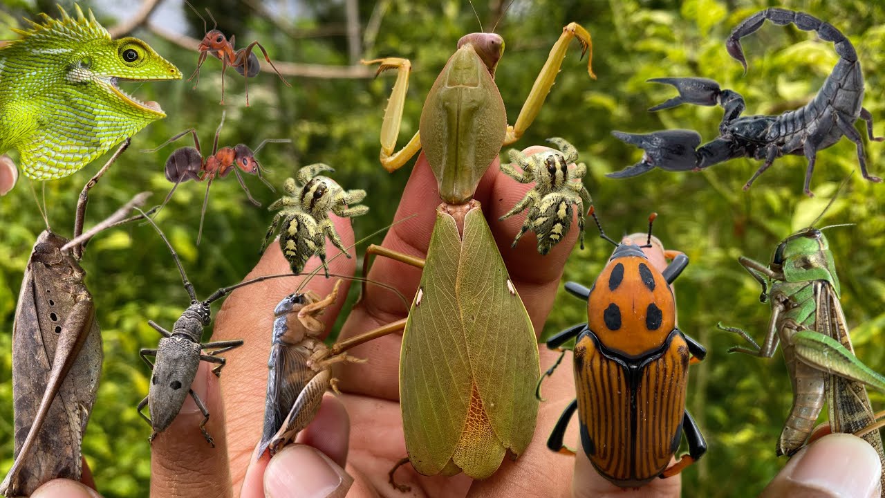 very cute predator hunting - YouTube